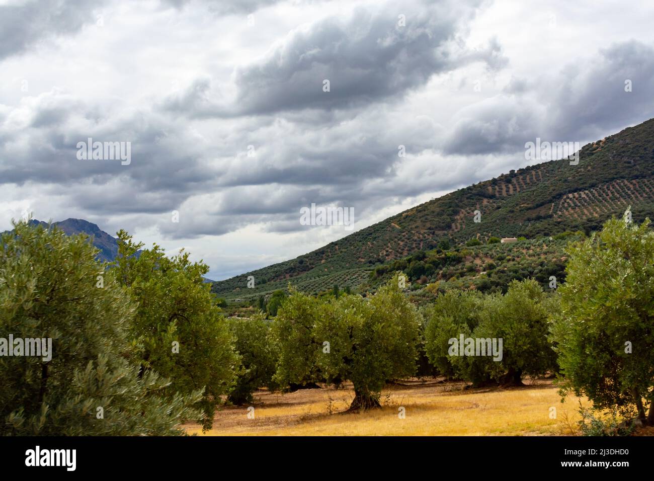 Andalusian landscape with yellow hills and green olive trees ...