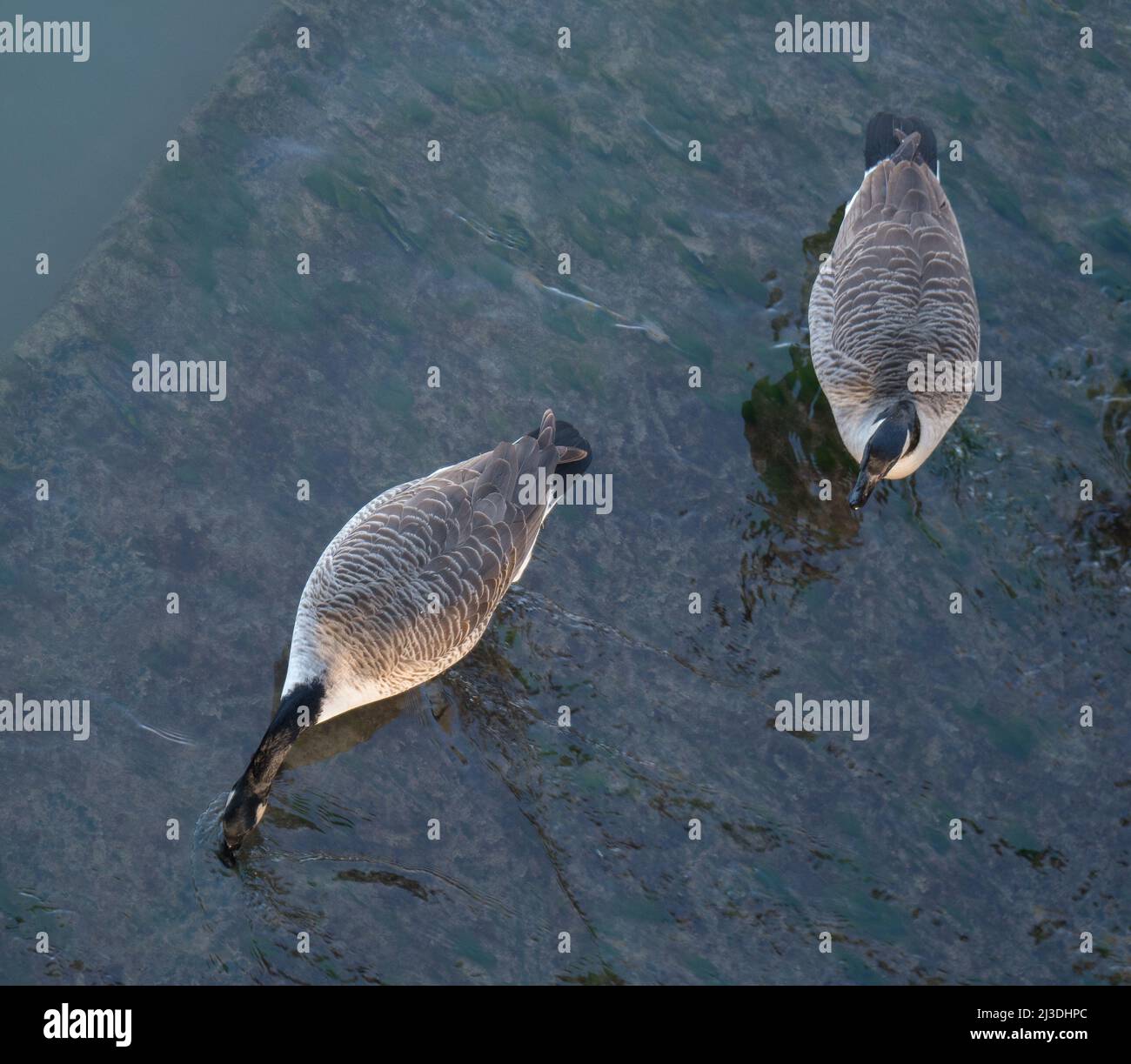 Pair feeding canada geese hi-res stock photography and images - Alamy