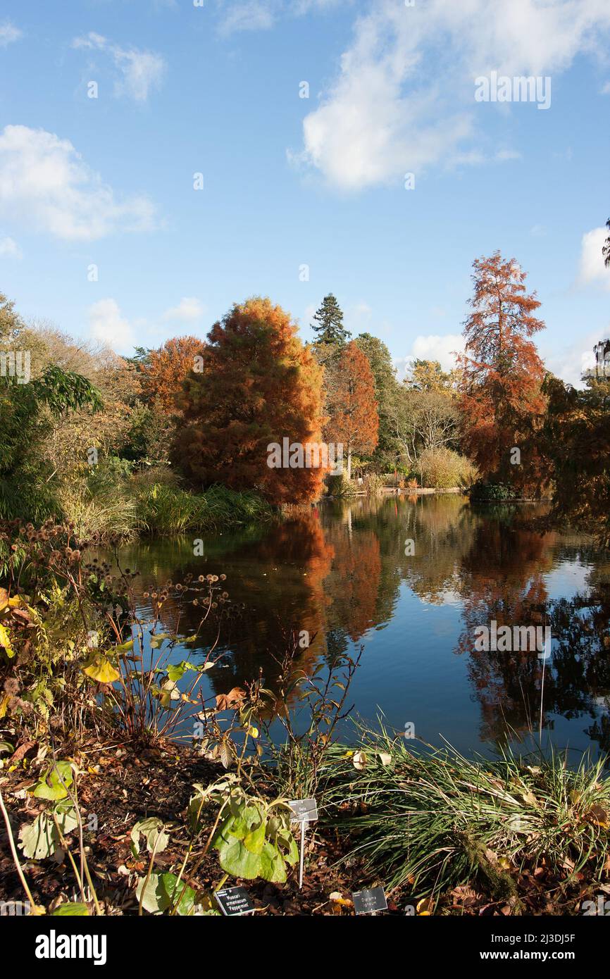 Lake at RHS Wisley Garden, Surrey, England Stock Photo - Alamy