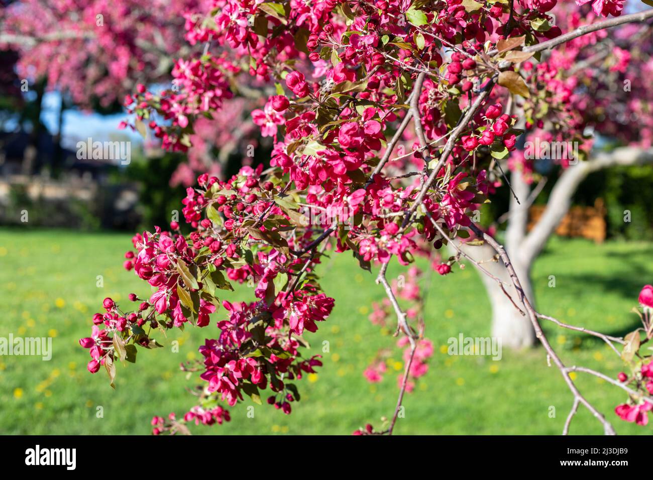 Sunny day blooming apple tree hi-res stock photography and images - Alamy