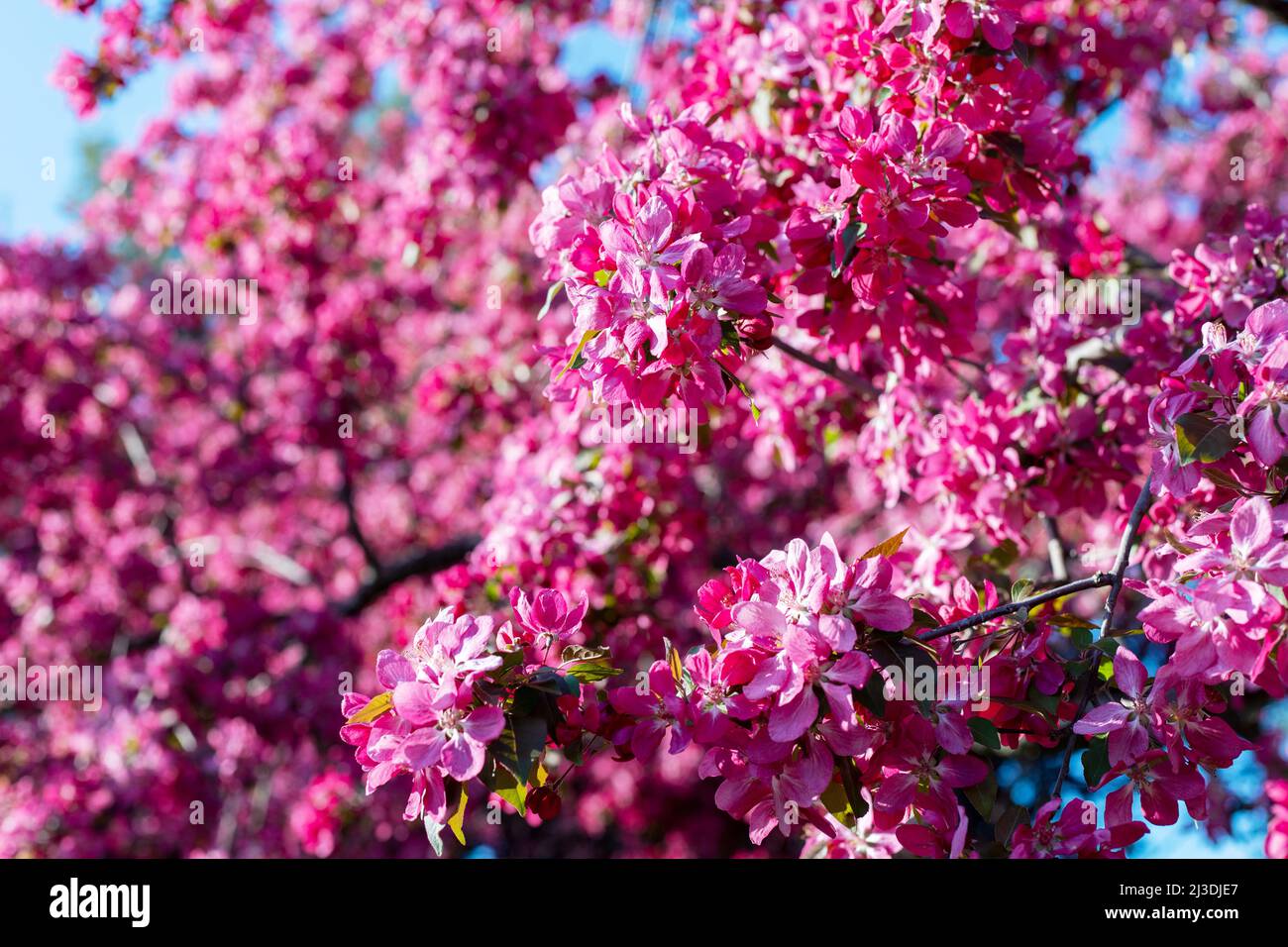 Pink blooming tree in the garden. Bright spring flower background Stock ...