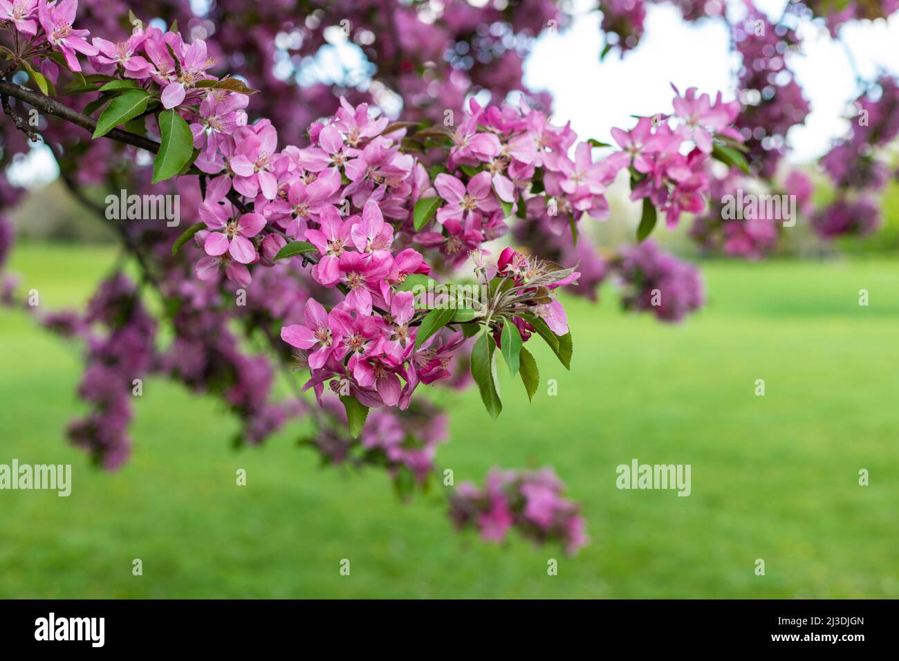 Pink flowering tree branch in the park against green grass. Spring ...