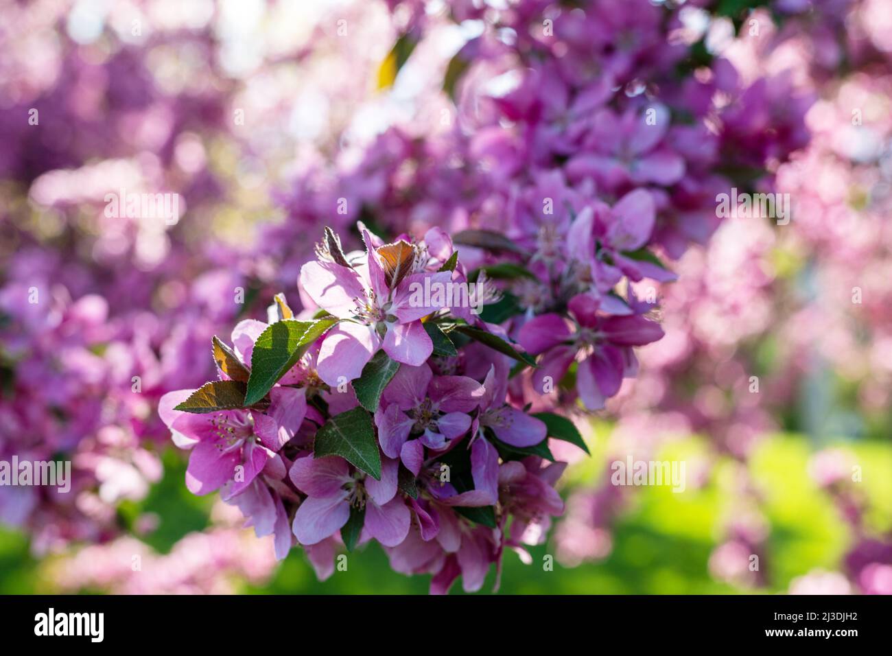Spring blooming tree branch pink hi-res stock photography and images ...