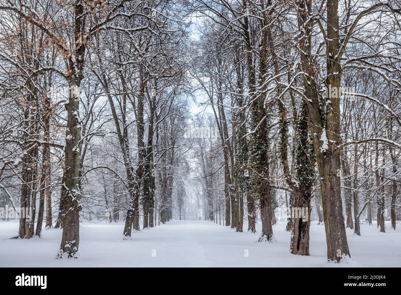 Snowy tree city hi-res stock photography and images - Alamy