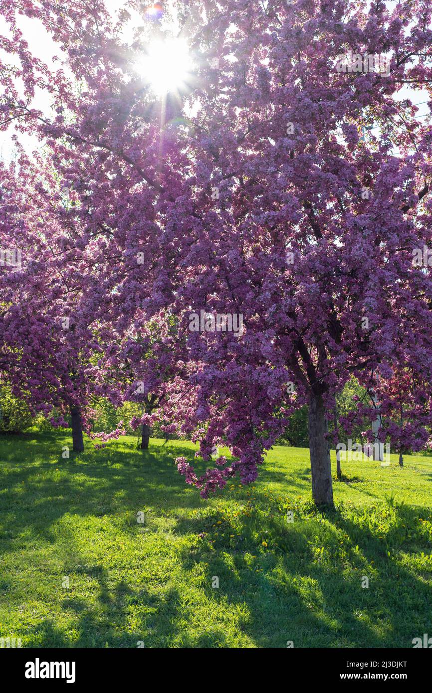 Pink blooming trees in park with green grass on a sunny day. Spring ...