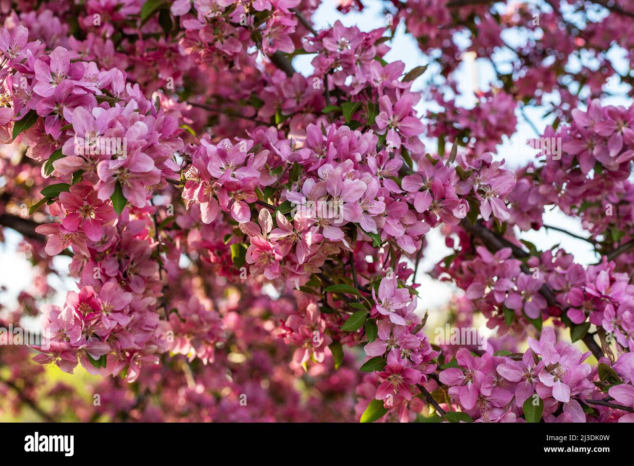 Pink blooming tree in the garden. Spring flower background Stock Photo ...