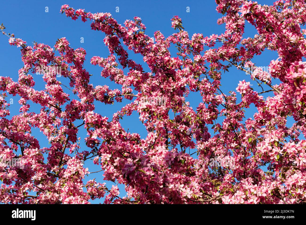 Pink blooming tree in the park against the blue sky. Beautiful natural ...