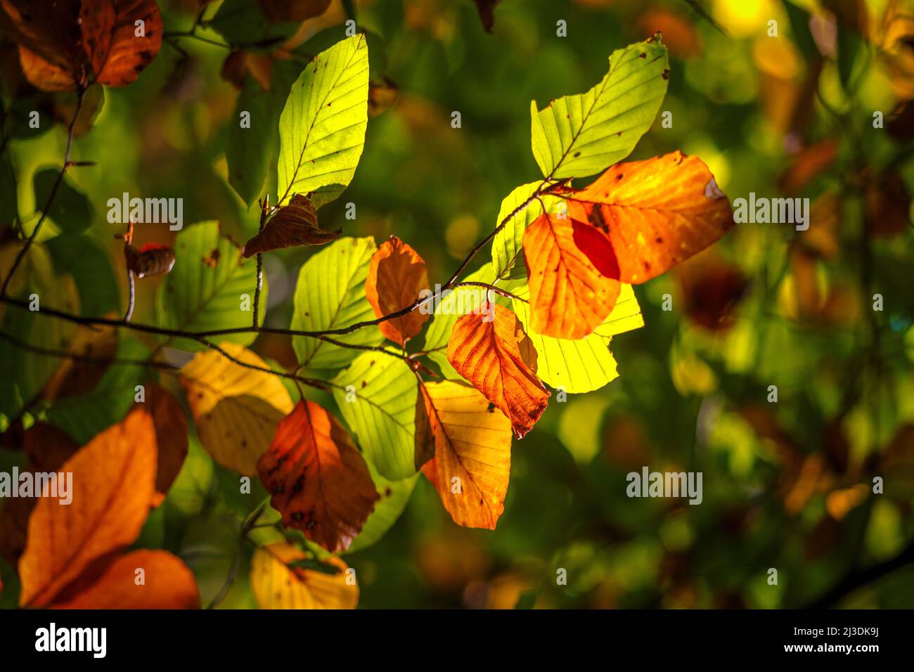 Tree leaves in a forest in autumn colors Stock Photo - Alamy