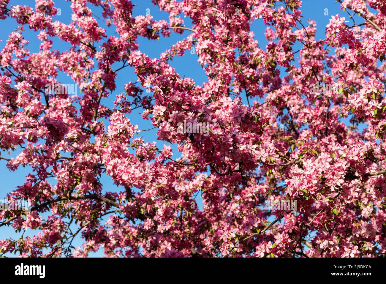 Pink flowering tree in the park against the blue sky. Beautiful natural ...
