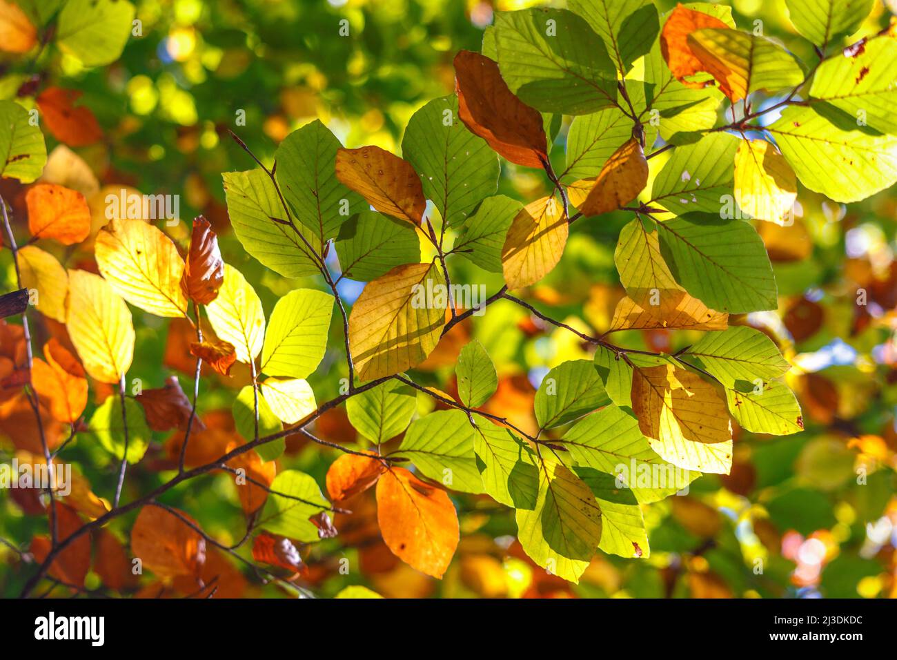 Tree leaves in a forest in autumn colors Stock Photo - Alamy