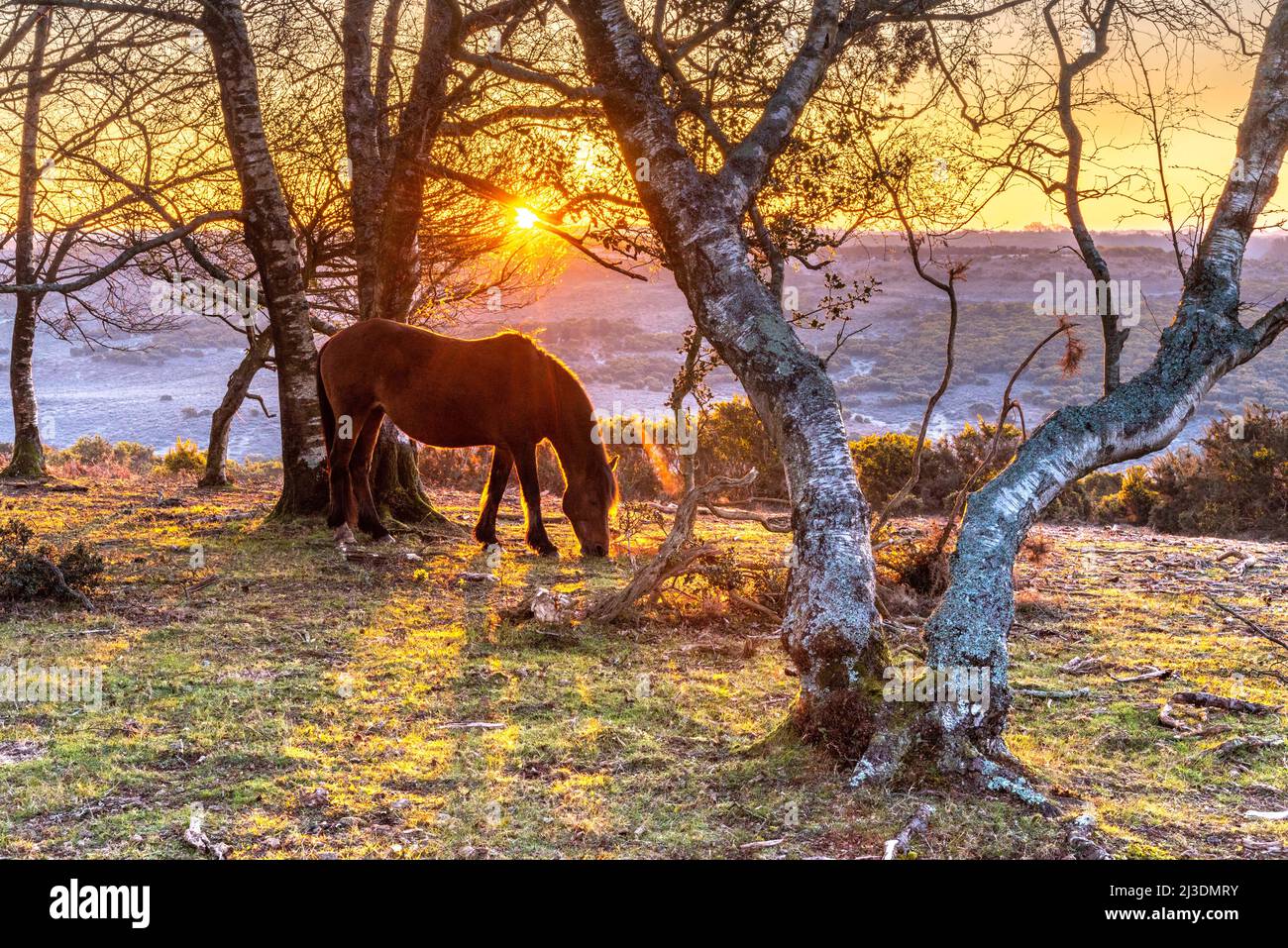 Ponies of the New Forest Stock Photo - Alamy