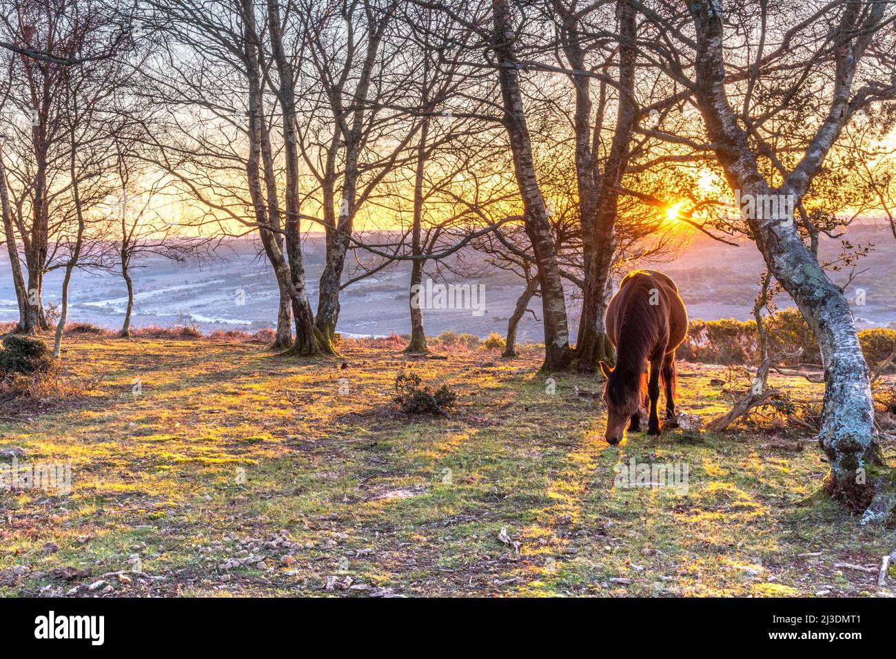Ponies of the New Forest Stock Photo - Alamy