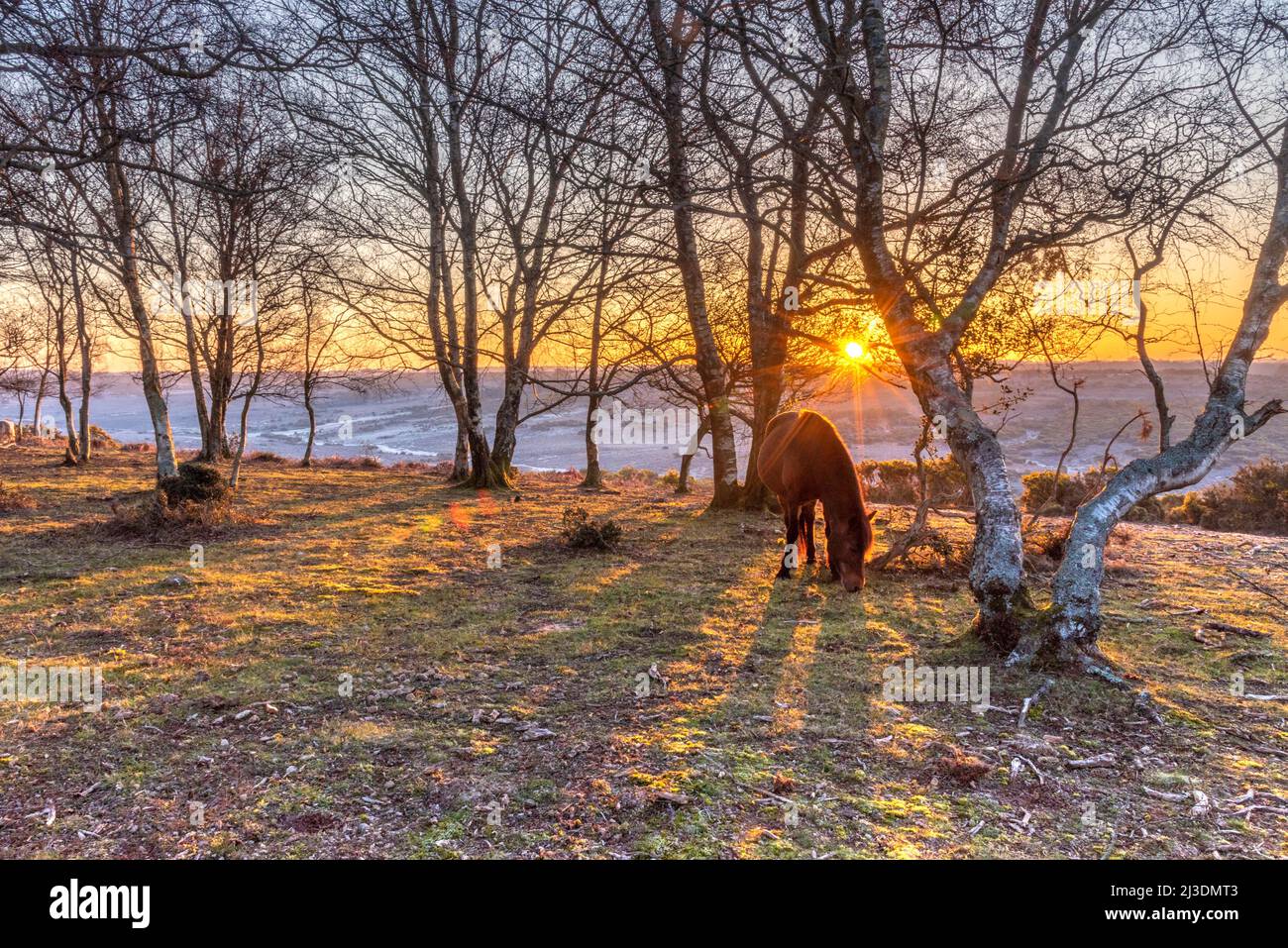 Ponies of the New Forest Stock Photo - Alamy