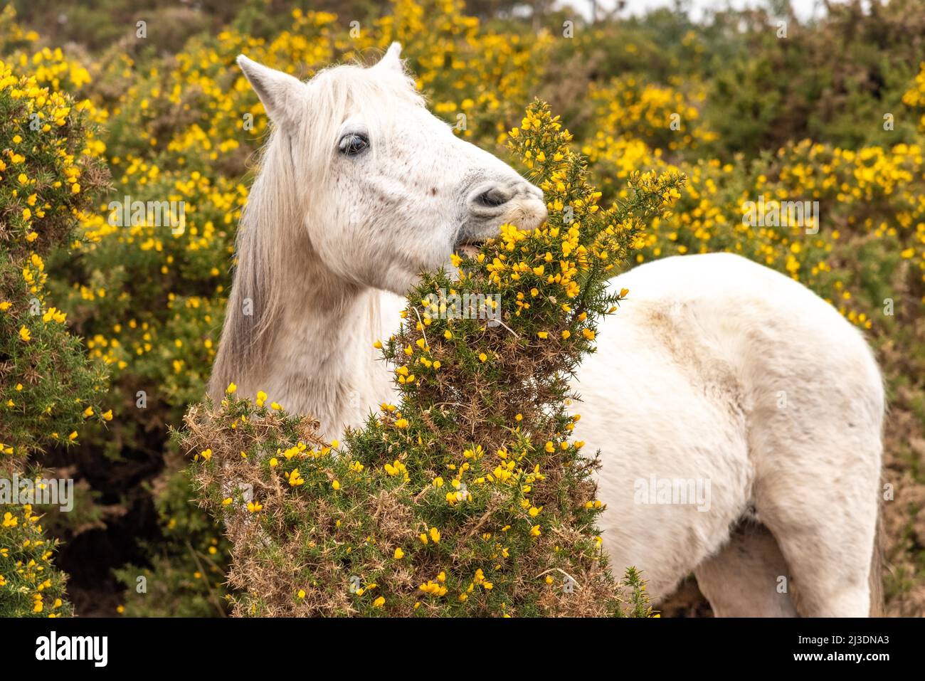 Ponies of the New Forest Stock Photo - Alamy