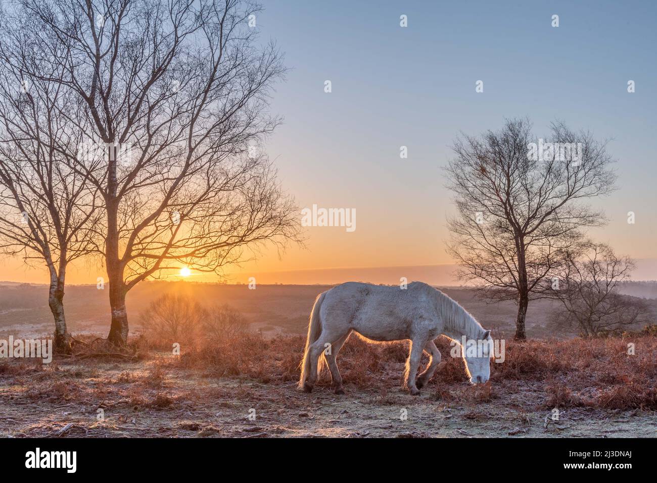 Ponies of the New Forest Stock Photo - Alamy