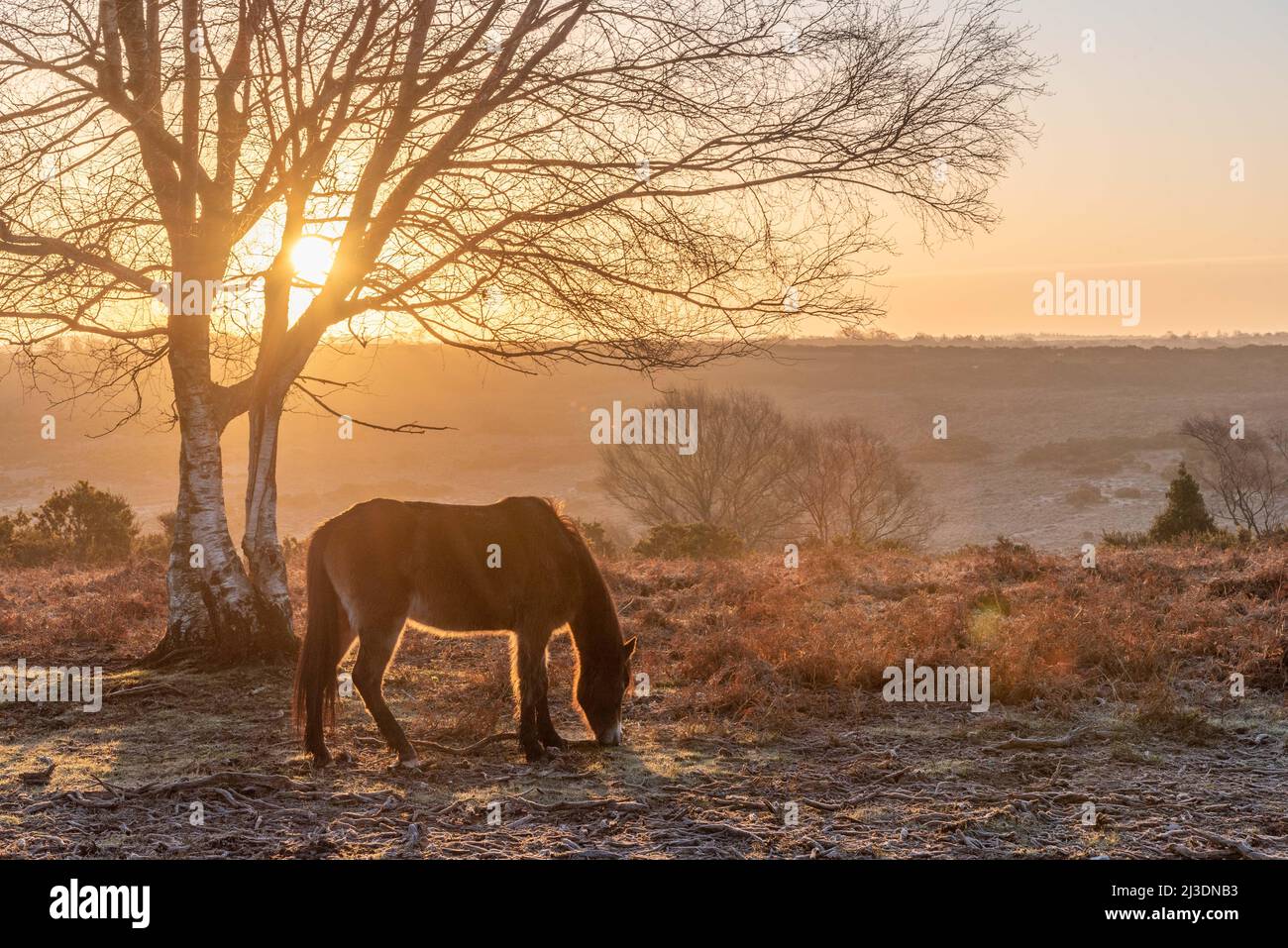 Ponies of the New Forest Stock Photo - Alamy