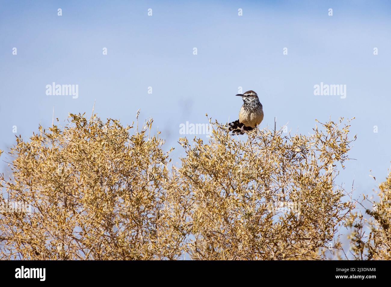 Wren flying hi-res stock photography and images - Alamy