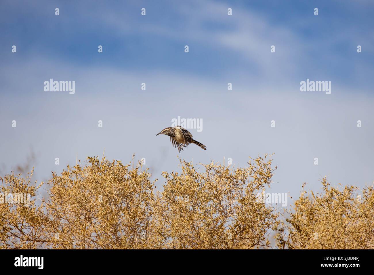Wren flying hi-res stock photography and images - Alamy