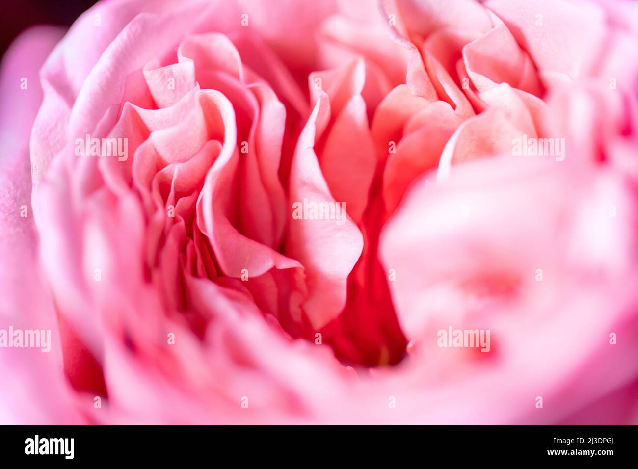 Peony roses. Isolated beautiful pink rose flower. Full frame floral ...