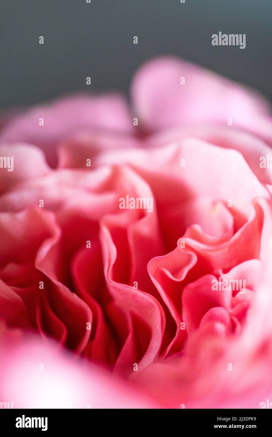 Peony roses. Isolated beautiful pink rose flower. Full frame floral ...