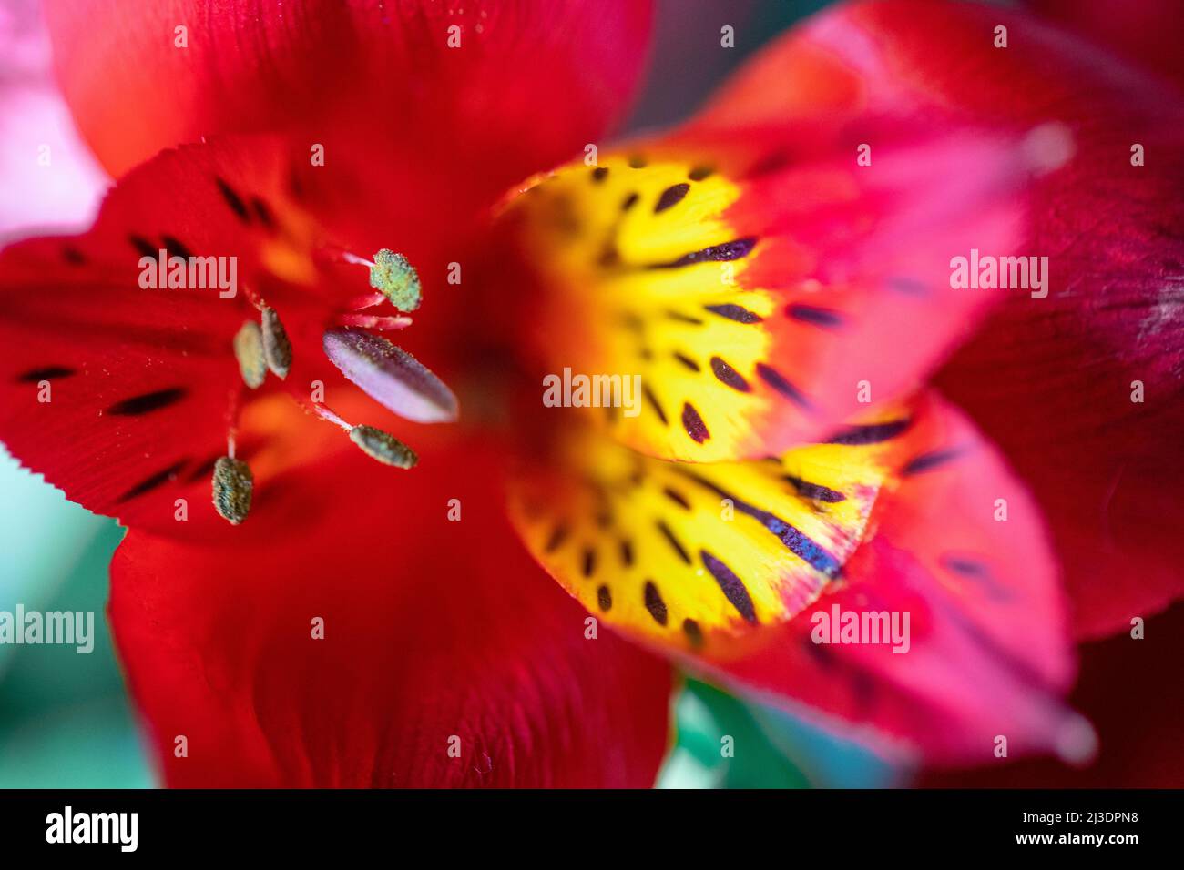 Peony roses. Isolated beautiful pink rose flower. Full frame floral ...