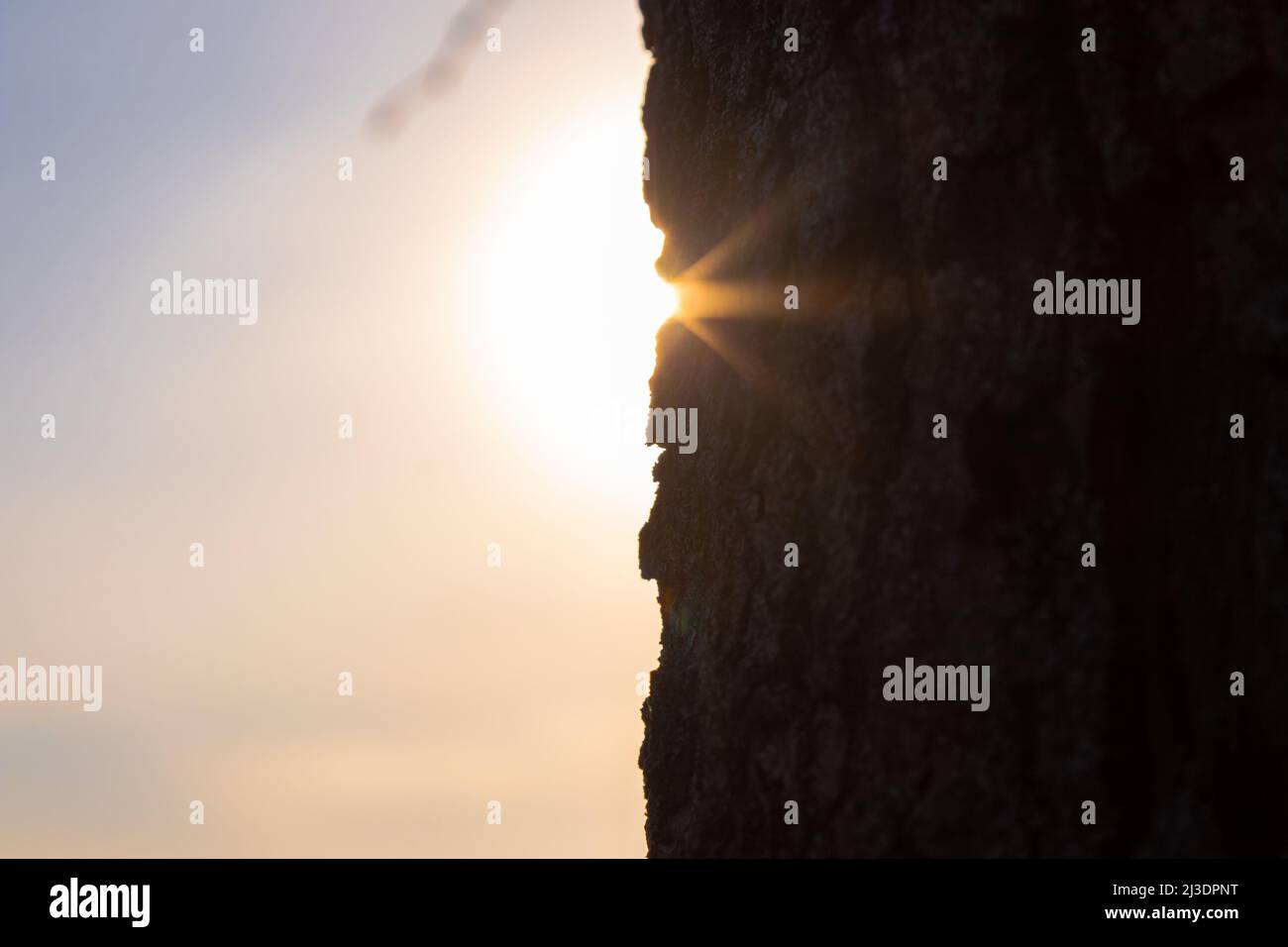 look to tree silhouette with sun behind it and sun rays showing from ...