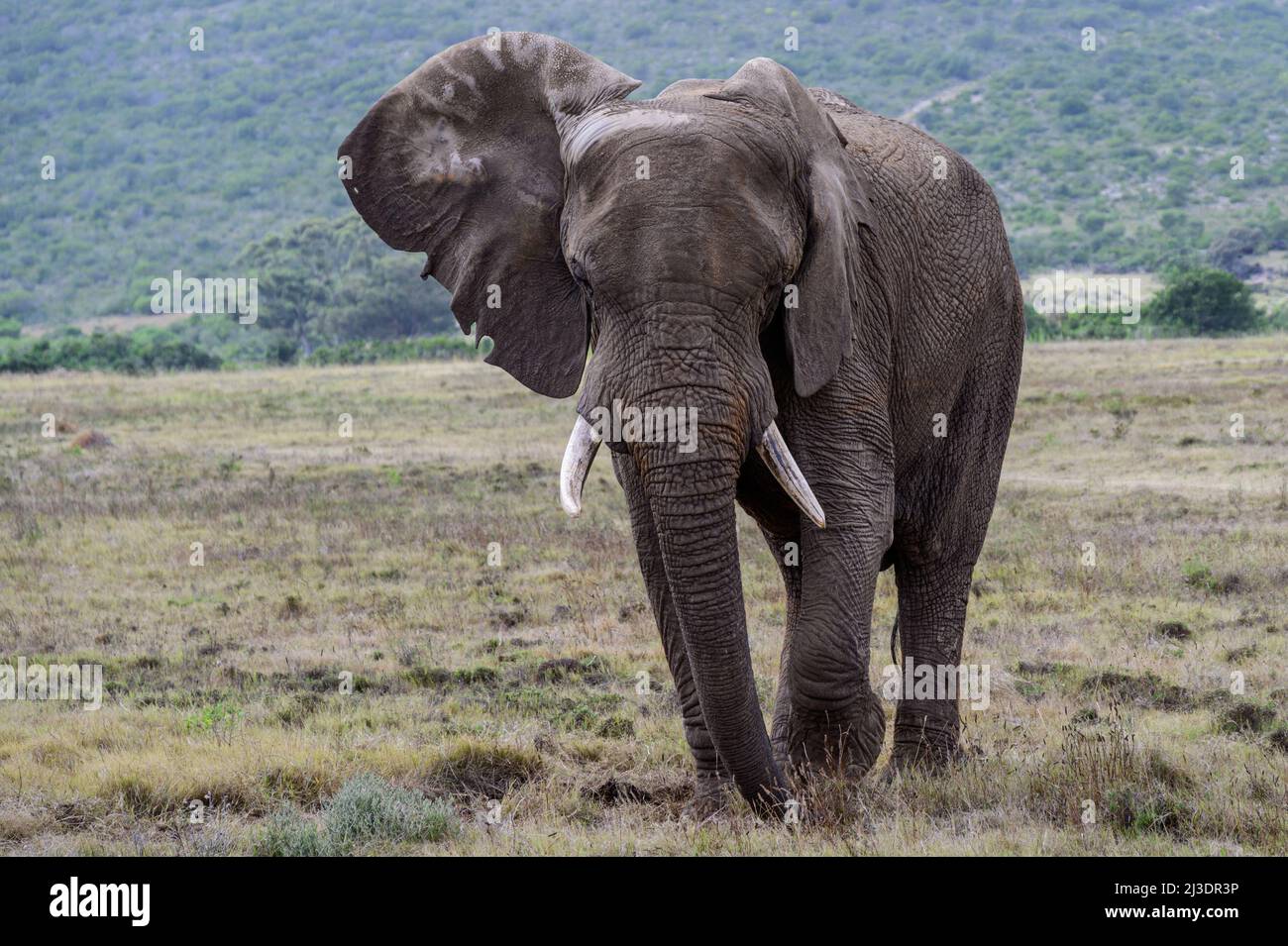 Elephants in natural habitat in South Africa Stock Photo - Alamy