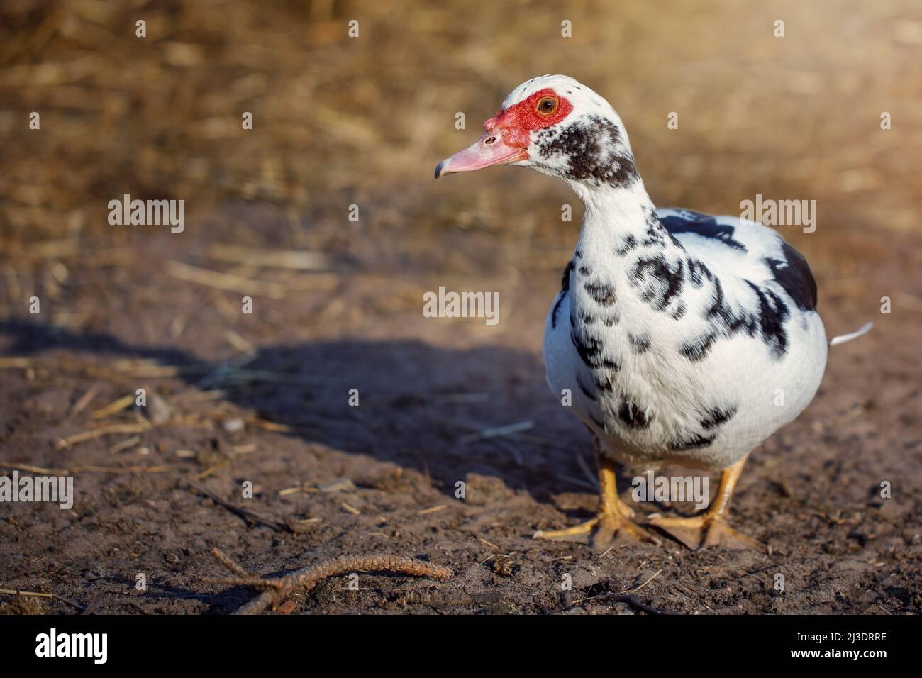 White with black spots musk duck, walking in the yard, brown background ...