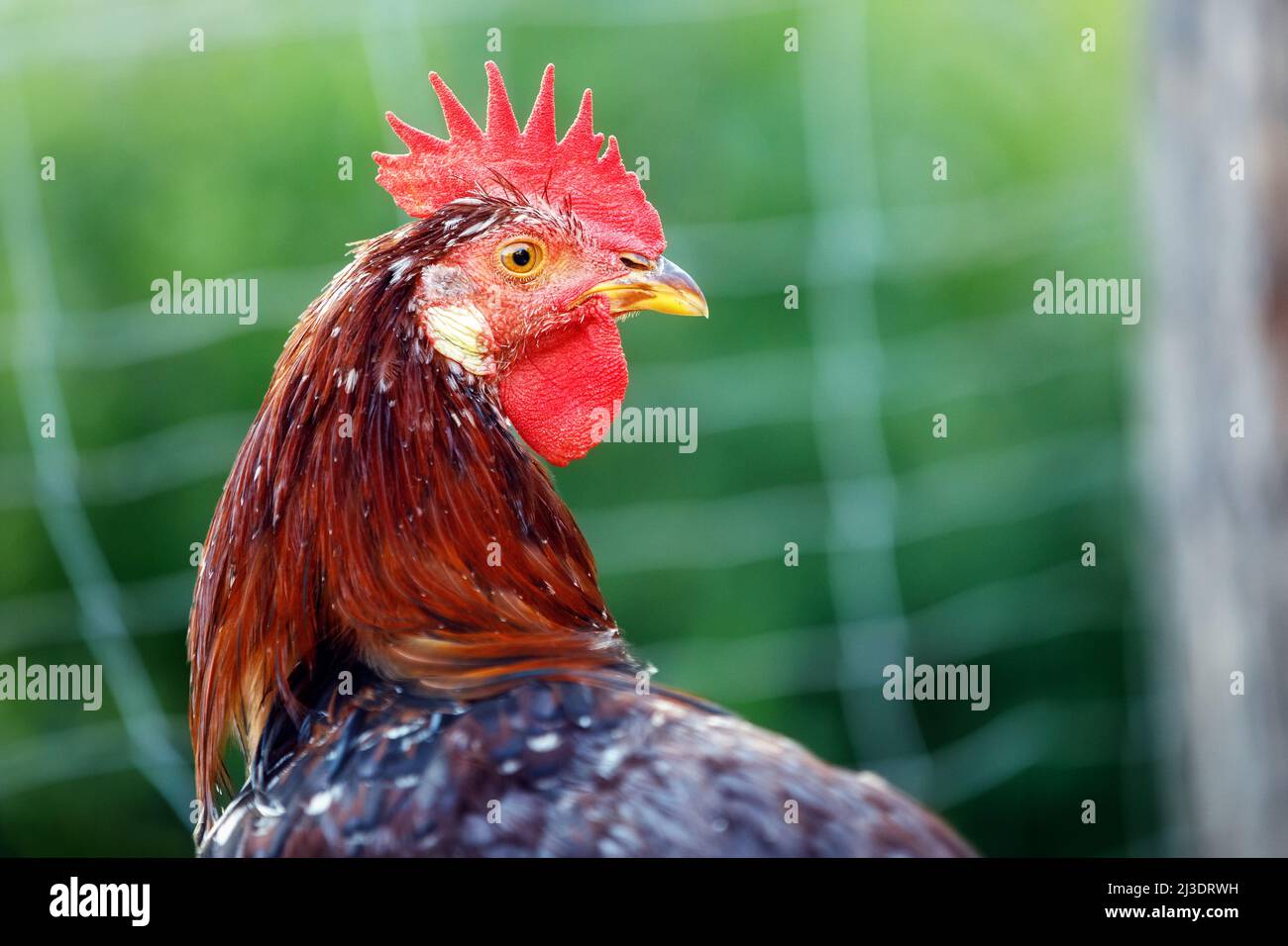 A rooster on a green background with a red neck, a large crest, and a ...