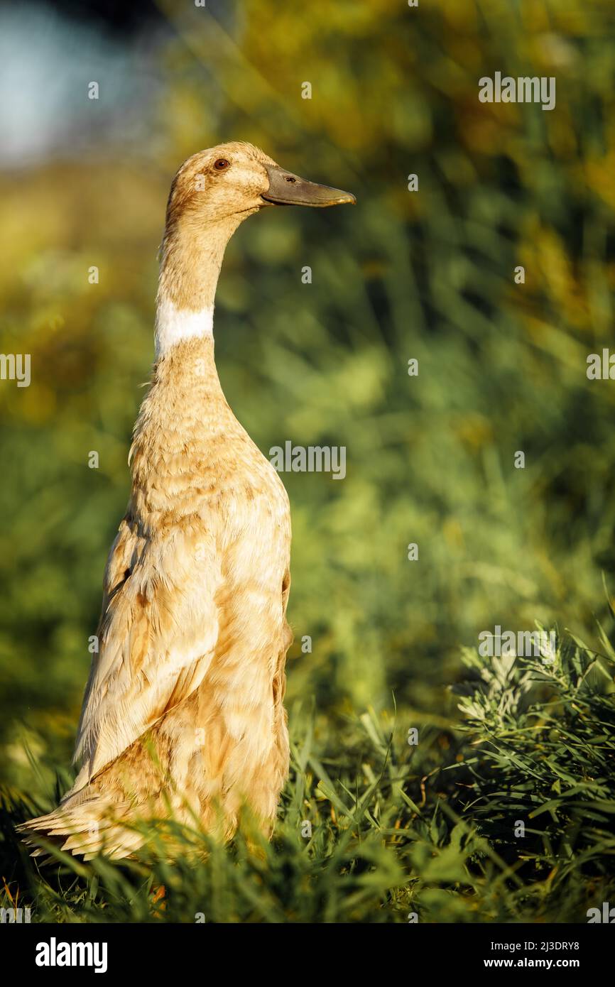 Indian Runner duck stands in a blurred plants background. They stand ...