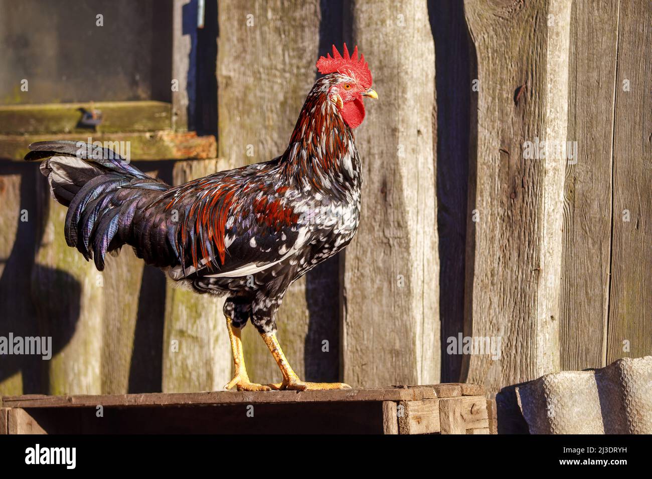 Colorful rooster with sun-shining feathers stands near an ancient brown ...