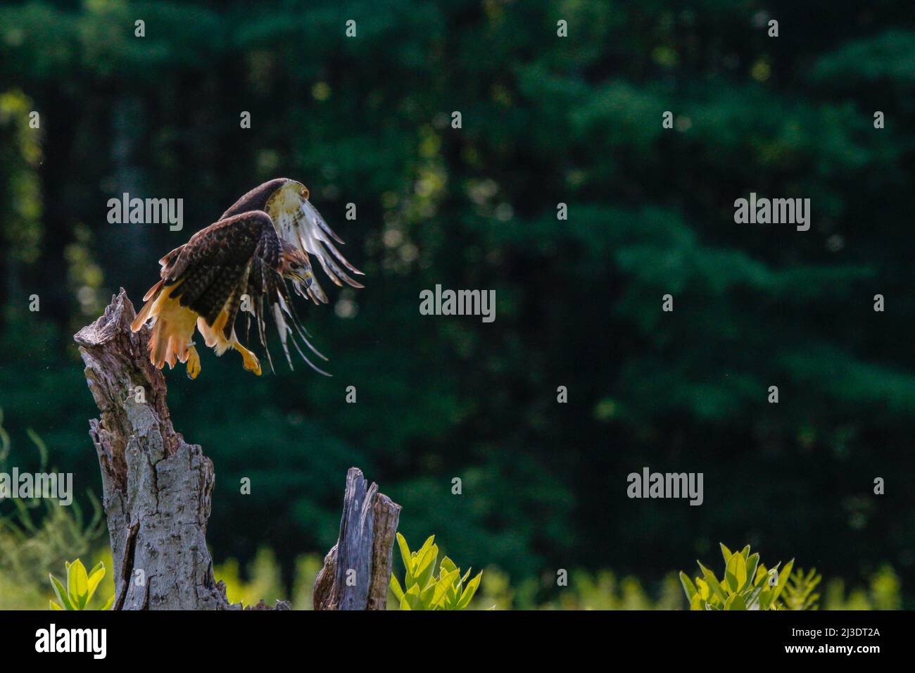 A Harris's Hawk Parabuteo unicinctus with talons armed for a strike ...