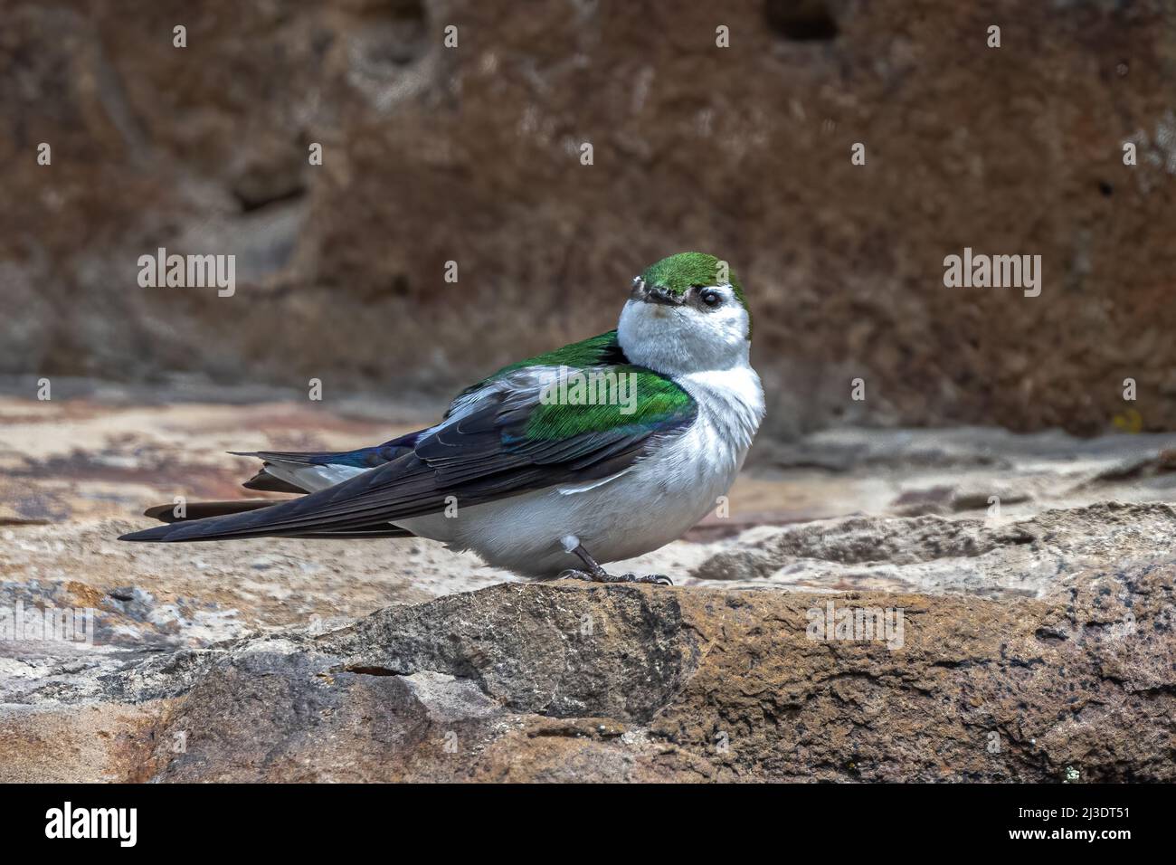 Violet green swallow and tree swallow hi-res stock photography and ...