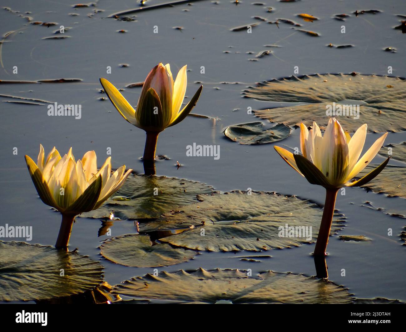 Lotus flowers floating on water Stock Photo - Alamy