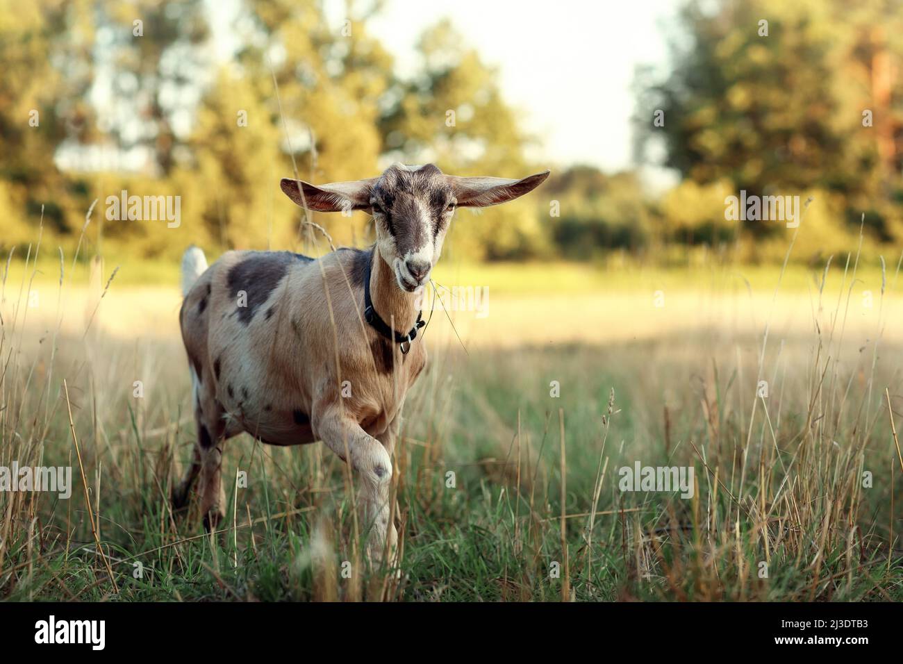 Brown spotted goat walks in the meadow on a sunny summer evening Stock ...