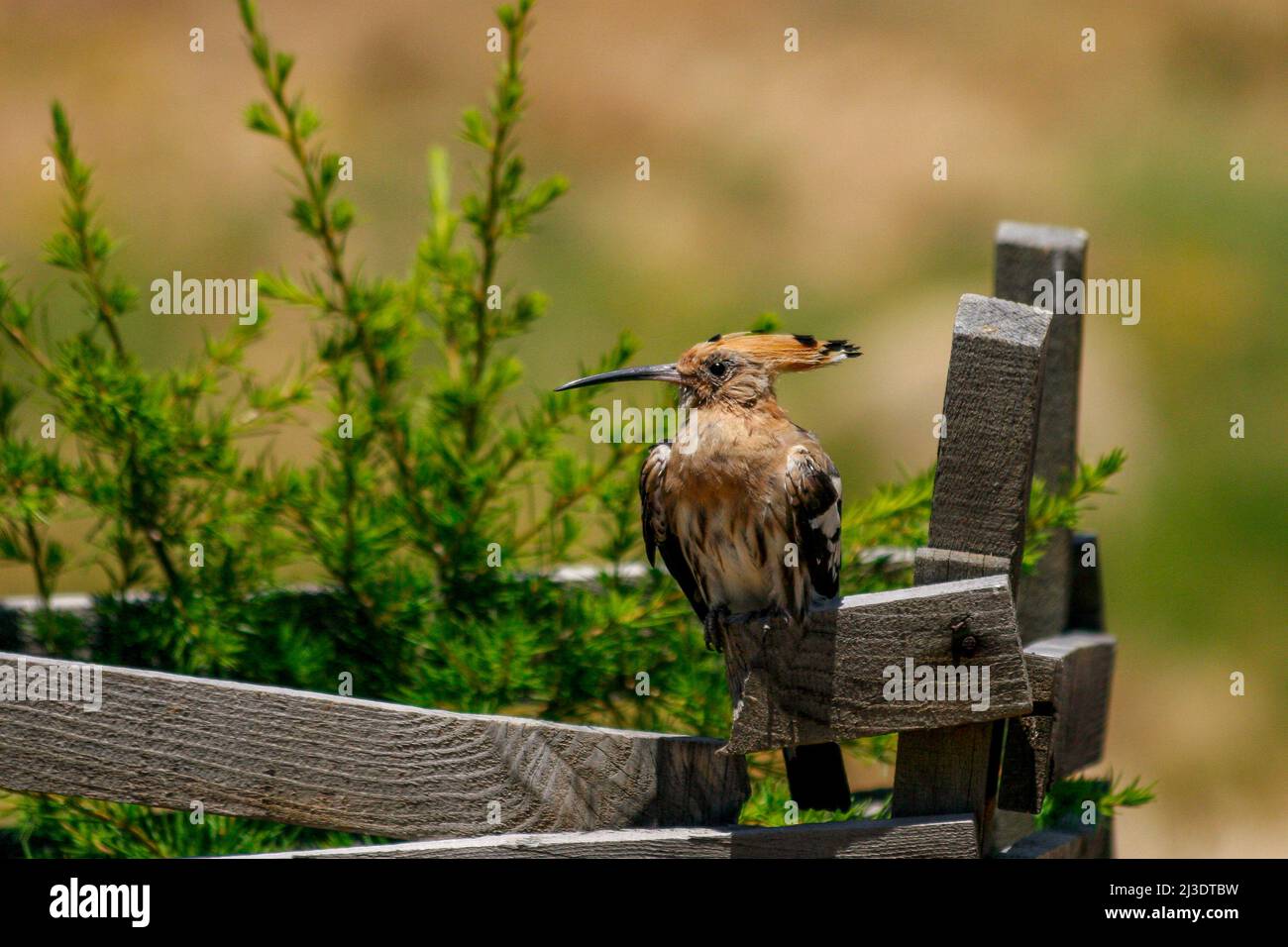 Male hoopoe upupa epops hi-res stock photography and images - Alamy