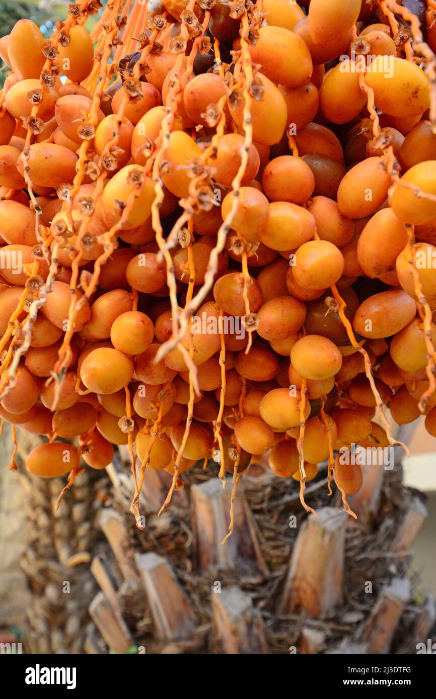 Dates on a tree Stock Photo - Alamy