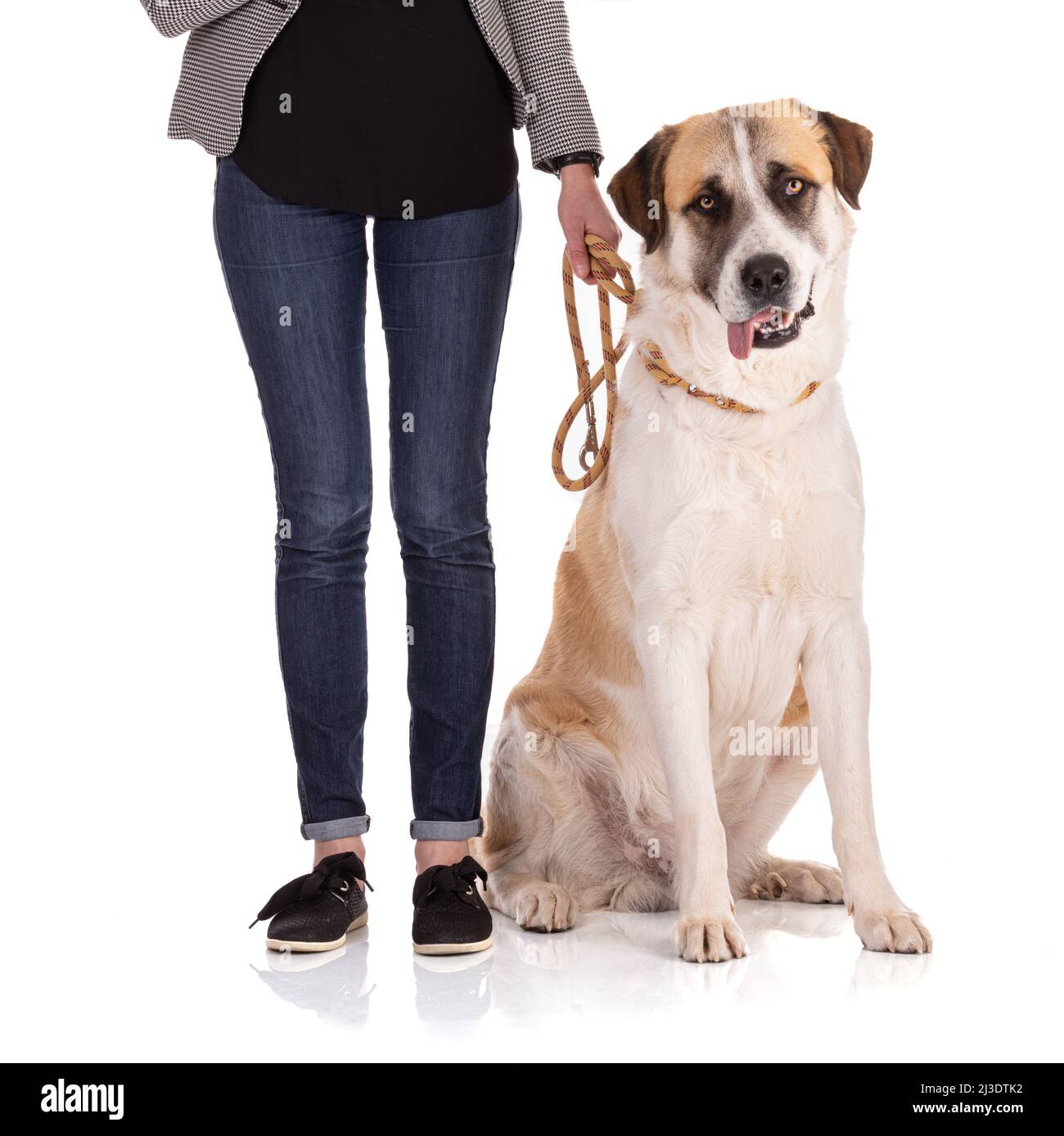 Great Pyrenees or Pyrenean mountain dog sitting on a leash on white ...