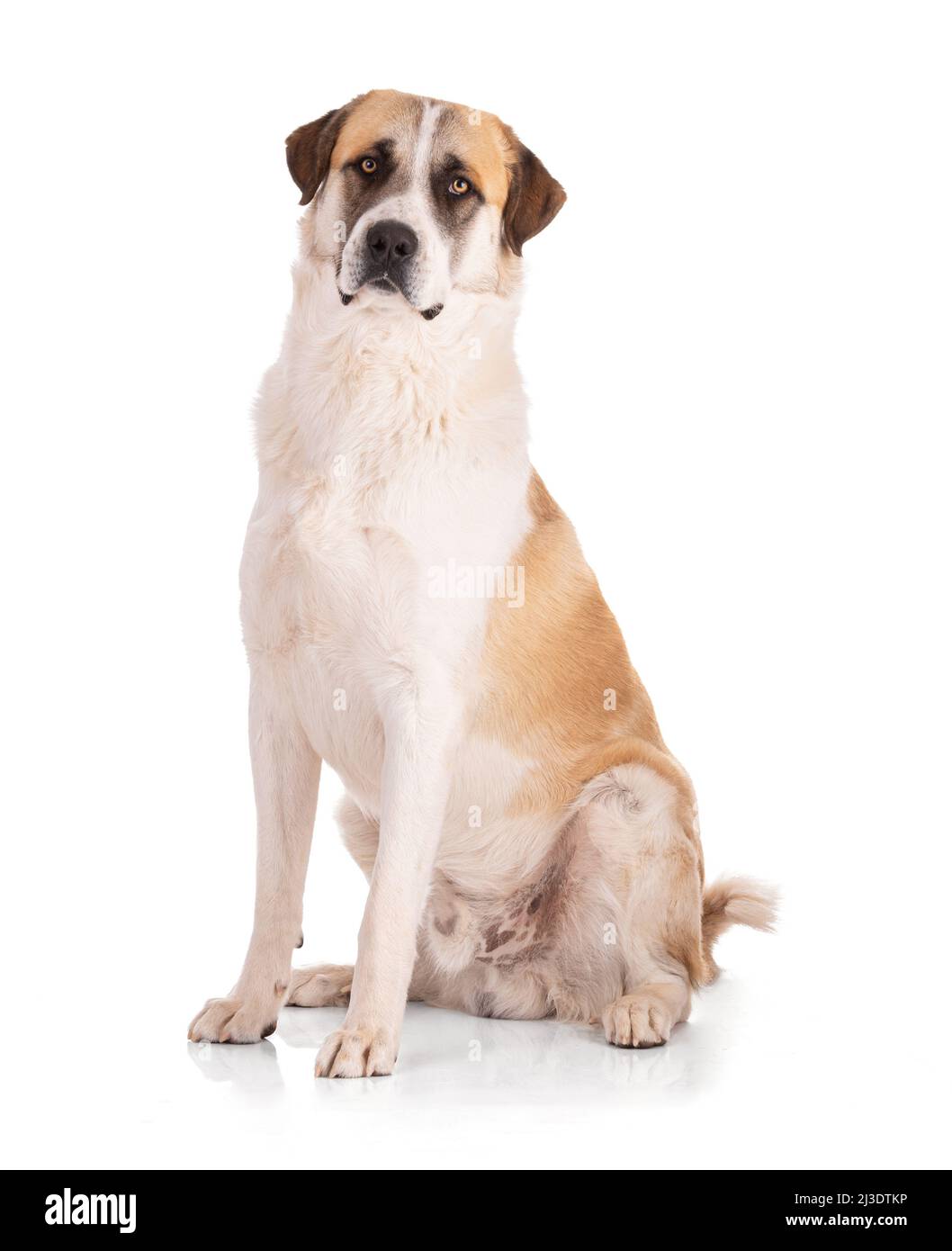 Great Pyrenees or Pyrenean mountain dog sitting on white background ...