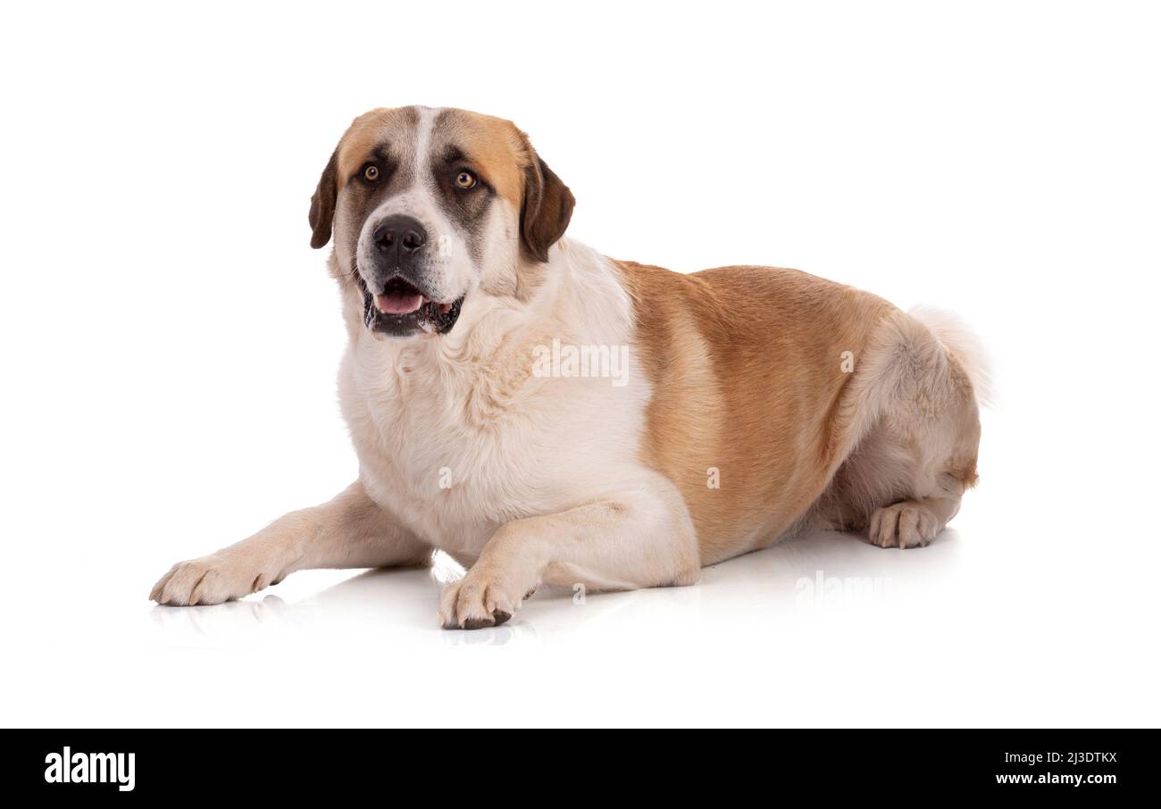 Great Pyrenees or Pyrenean mountain dog lying down on white background ...