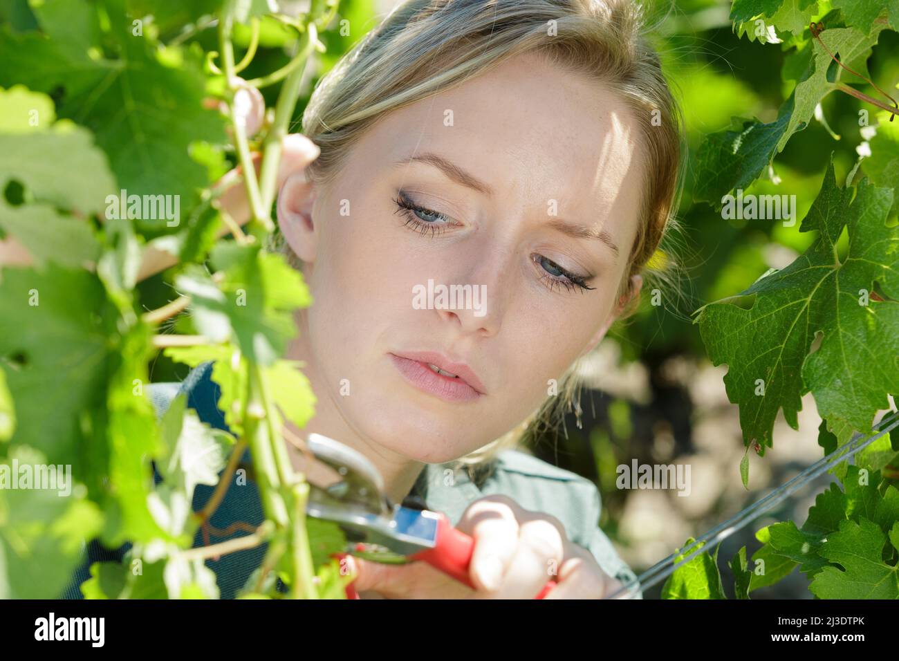 Women gardener cutting tree hi-res stock photography and images - Alamy