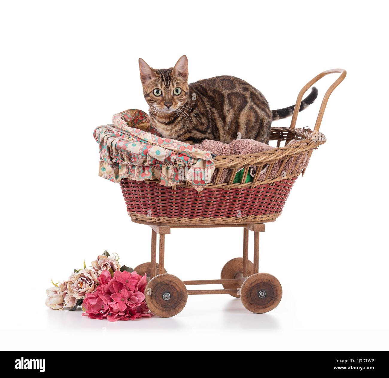 Portrait of a brown bengal cat in a small pram on a white background ...