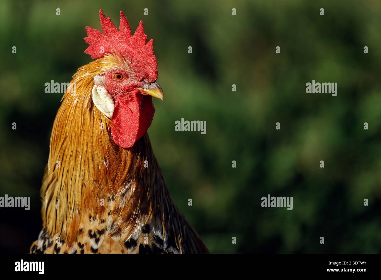 Colorful rooster head. Brown feather, red cock. Blurred background ...