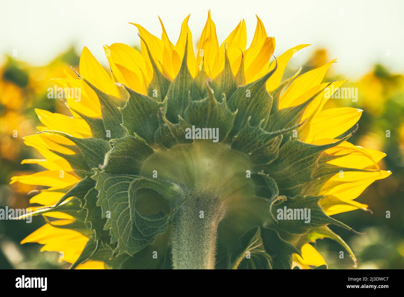 A close-up photograph captures the backside of a sunflower, showcasing ...