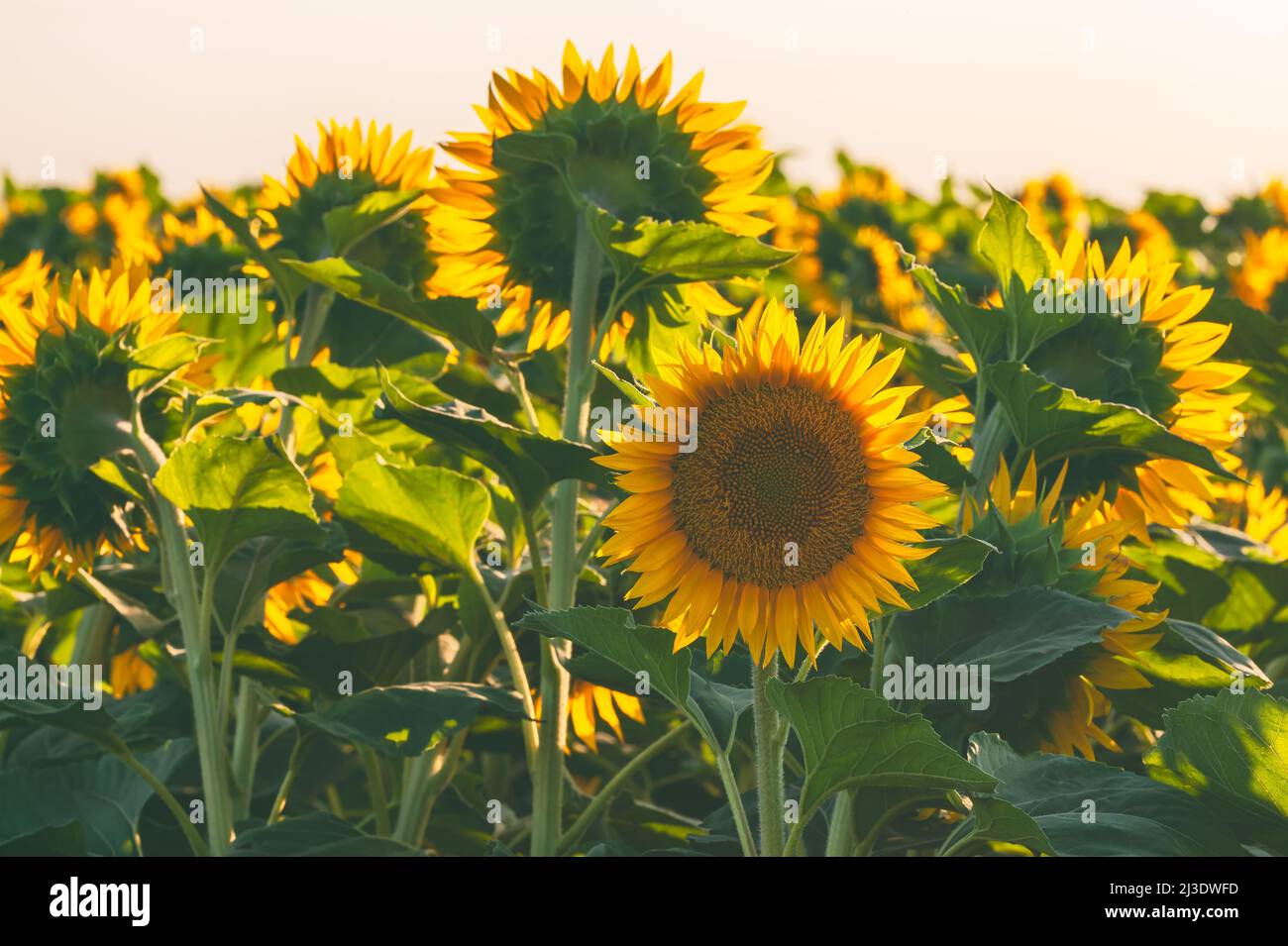 Field of blooming sunflowers at early morning in California Central ...