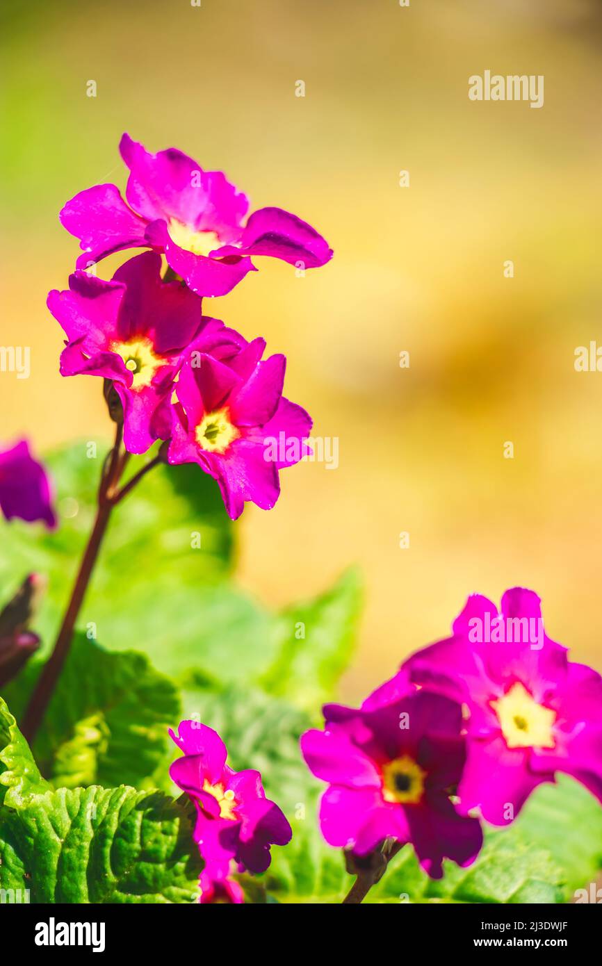 Purple primrose flowers close up. First plants in spring sunshine ...