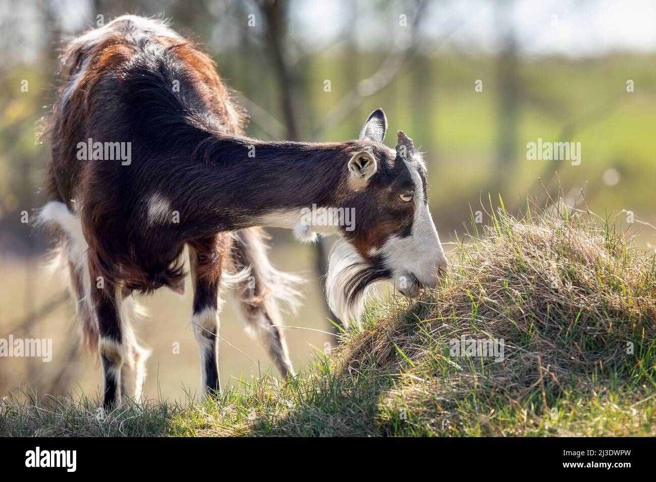 Beautiful goat alpine breed hi-res stock photography and images - Alamy