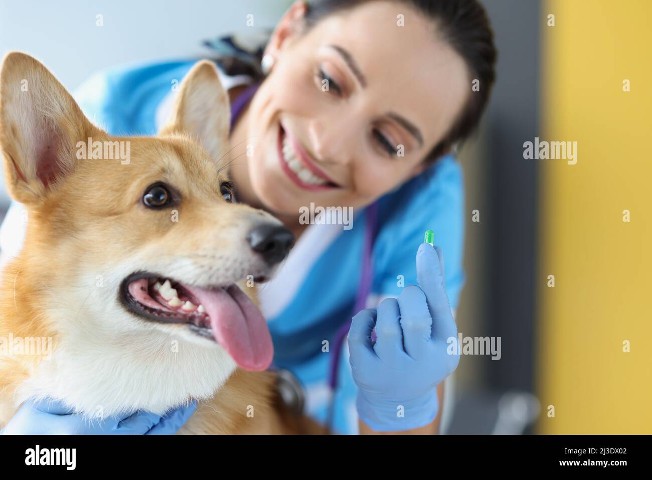 Veterinarian with dog is holding medical tablet closeup Stock Photo - Alamy