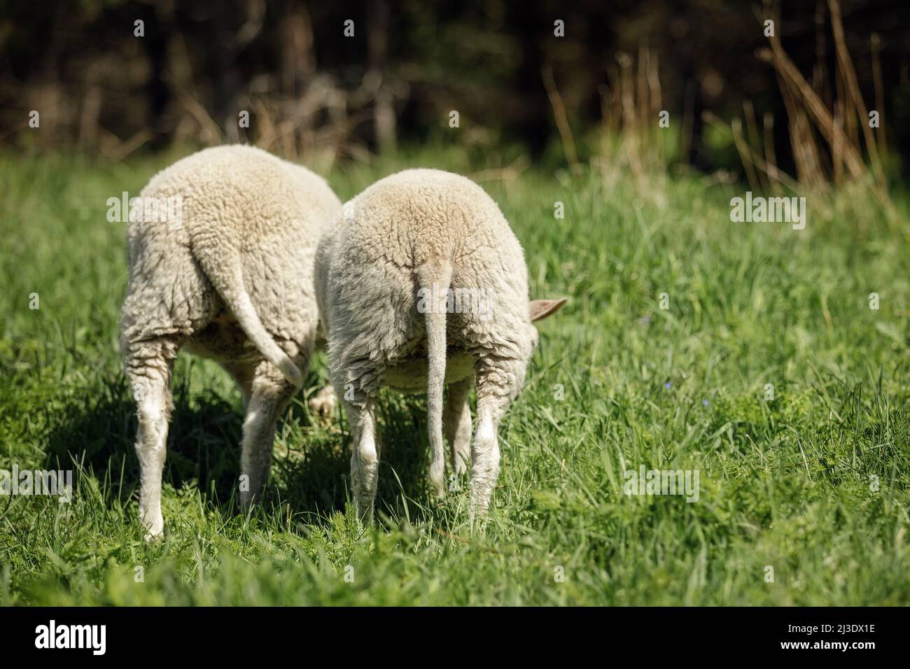Two young lambs from the back, leaning down and eating green grass. The ...