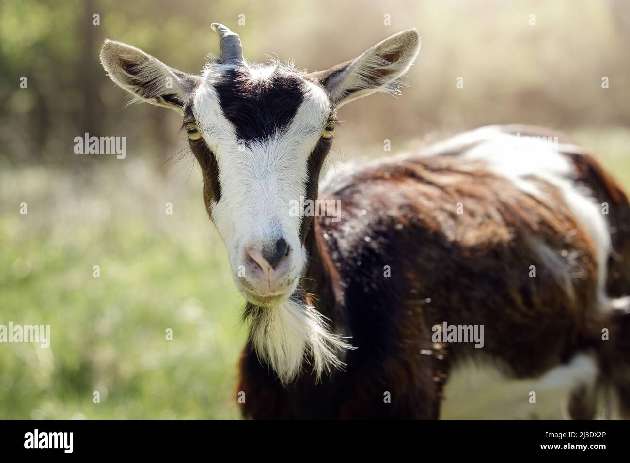 Close-up portrait from the front, the goat has only one horn. Blurred ...